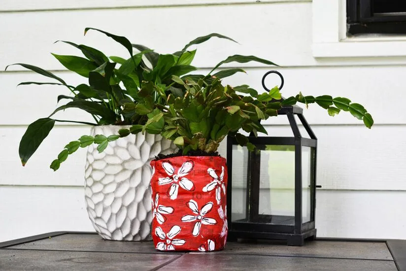 DIY Cranberry Juice Bottle Planter Upcycling Idea | Ocean Spray®